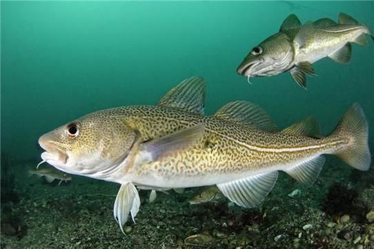 淡水鳕鱼图片大全集_淡水鳕鱼长什么样-第1张图片-山城妙识 淡水鳕鱼图片大全集_淡水鳕鱼长什么样-第1张图片-山城妙识