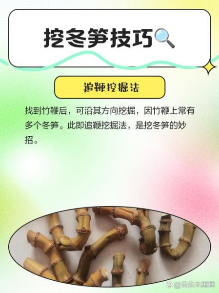 挖冬笋技巧_冬笋怎么找最快-第1张图片-山城妙识