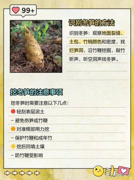 挖冬笋技巧_冬笋怎么找最快-第3张图片-山城妙识
