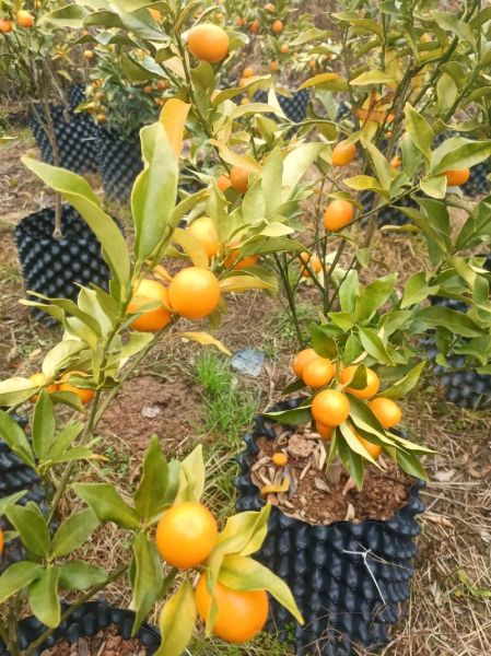 金桔树什么时候开花_金桔花期多久-第1张图片-山城妙识