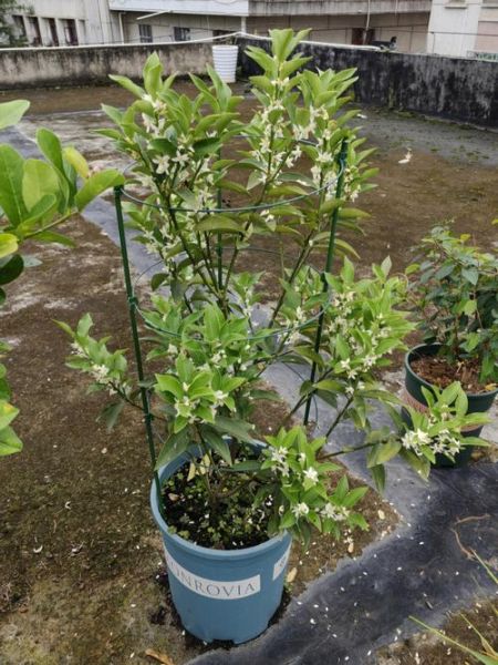 金桔树什么时候开花_金桔花期多久-第2张图片-山城妙识