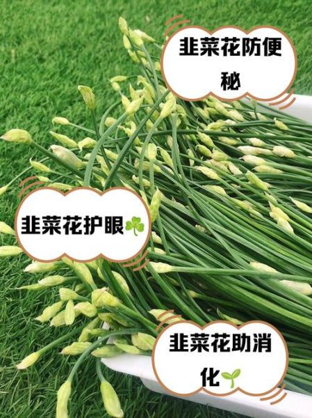 韭菜花的功效与作用_韭菜花怎么吃最好-第1张图片-山城妙识 韭菜花的功效与作用_韭菜花怎么吃最好-第1张图片-山城妙识