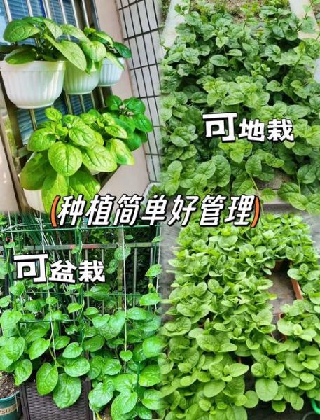 大叶木耳菜怎么种_大叶木耳菜和木耳菜区别-第1张图片-山城妙识 大叶木耳菜怎么种_大叶木耳菜和木耳菜区别-第1张图片-山城妙识