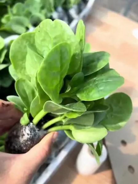 大叶木耳菜怎么种_大叶木耳菜和木耳菜区别-第2张图片-山城妙识 大叶木耳菜怎么种_大叶木耳菜和木耳菜区别-第2张图片-山城妙识