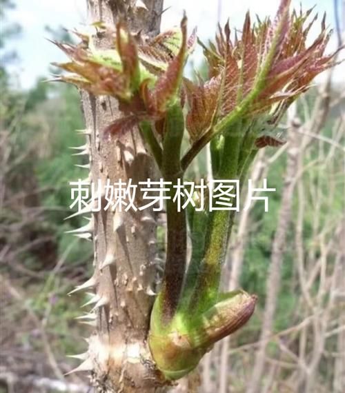 刺嫩芽图片怎么识别_刺嫩芽和香椿区别-第1张图片-山城妙识