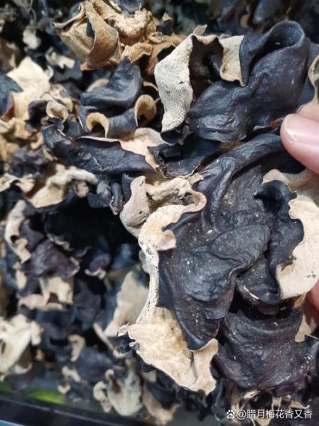 大毛木耳怎么泡发_大毛木耳的功效与作用-第3张图片-山城妙识