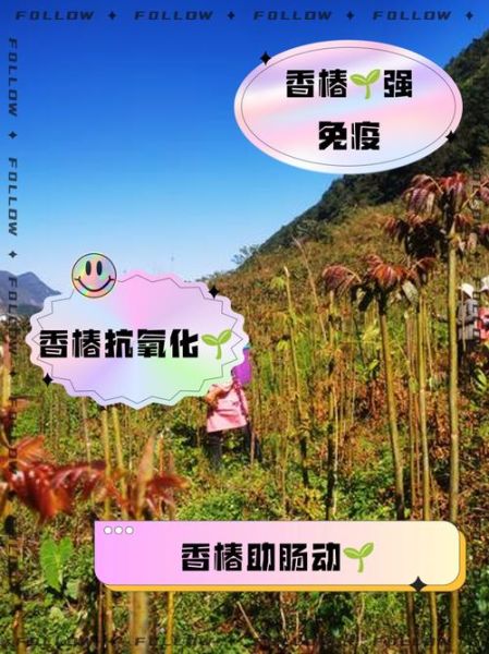 香椿的营养价值_香椿的功效与作用-第1张图片-山城妙识