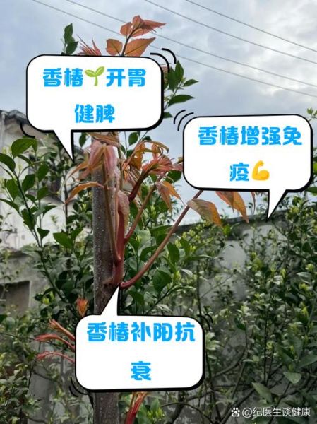 香椿的营养价值_香椿的功效与作用-第2张图片-山城妙识