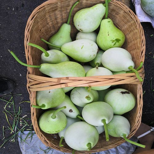 瓠怎么读拼音_瓠瓜和葫芦区别-第2张图片-山城妙识