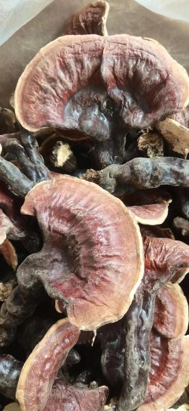 灵芝能提高性功能吗_灵芝对男性性功能真的有效吗-第3张图片-山城妙识