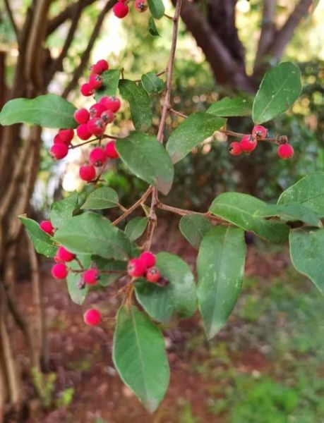 牛筋木是什么木材_牛筋木价格多少钱一方-第3张图片-山城妙识 牛筋木是什么木材_牛筋木价格多少钱一方-第3张图片-山城妙识
