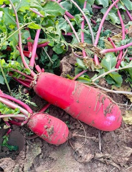 红皮萝卜的营养价值_红皮萝卜怎么吃最营养-第2张图片-山城妙识