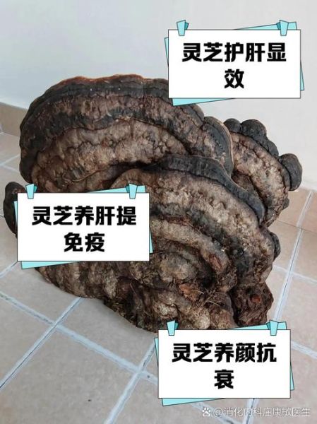 灵芝能提高性功能吗_灵芝对男性性功能真的有效吗-第1张图片-山城妙识