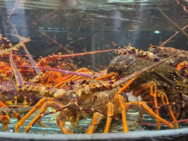 奥龙是什么_奥龙多少钱一斤-第2张图片-山城妙识