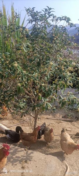 桂花树价格多少钱一棵_桂花树价格表2024-第1张图片-山城妙识