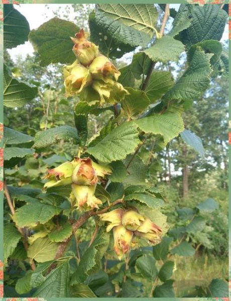 榛子树苗几年结果_如何提高挂果速度-第1张图片-山城妙识