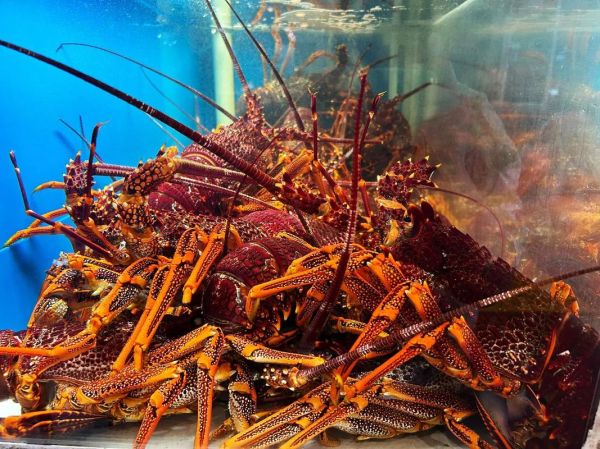 奥龙是什么_奥龙多少钱一斤-第3张图片-山城妙识