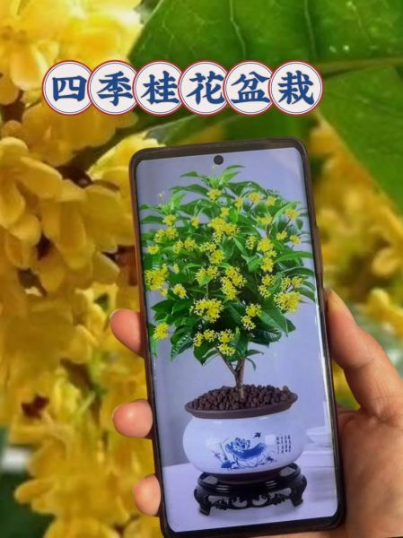 桂花树价格多少钱一棵_桂花树价格表2024-第2张图片-山城妙识