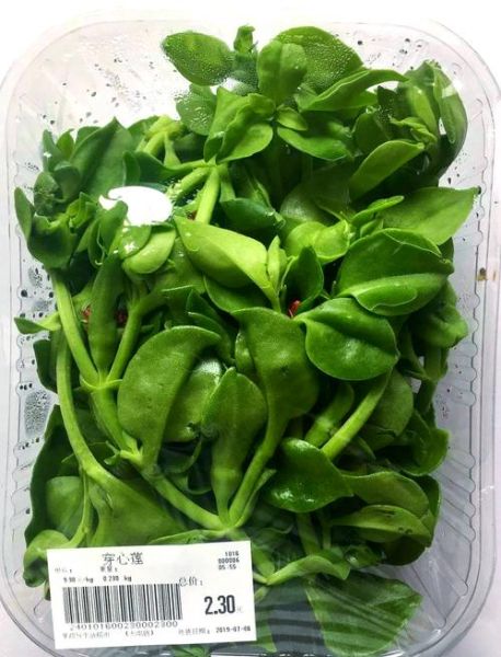 穿心莲图片_穿心莲长什么样-第1张图片-山城妙识 穿心莲图片_穿心莲长什么样-第1张图片-山城妙识