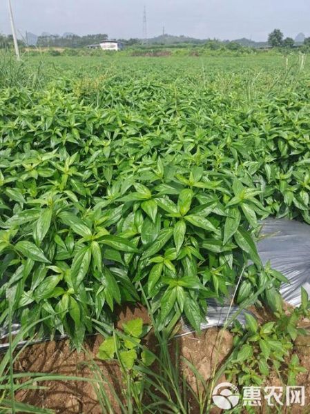 穿心莲图片_穿心莲长什么样-第2张图片-山城妙识 穿心莲图片_穿心莲长什么样-第2张图片-山城妙识