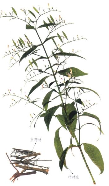 穿心莲图片_穿心莲长什么样-第3张图片-山城妙识 穿心莲图片_穿心莲长什么样-第3张图片-山城妙识