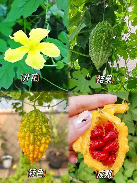 赖葡萄和苦瓜的区别_哪个更苦-第2张图片-山城妙识