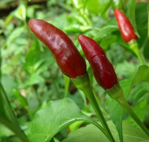 子弹头辣椒辣不辣_子弹头辣椒怎么种-第1张图片-山城妙识