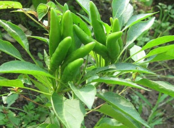 子弹头辣椒辣不辣_子弹头辣椒怎么种-第3张图片-山城妙识