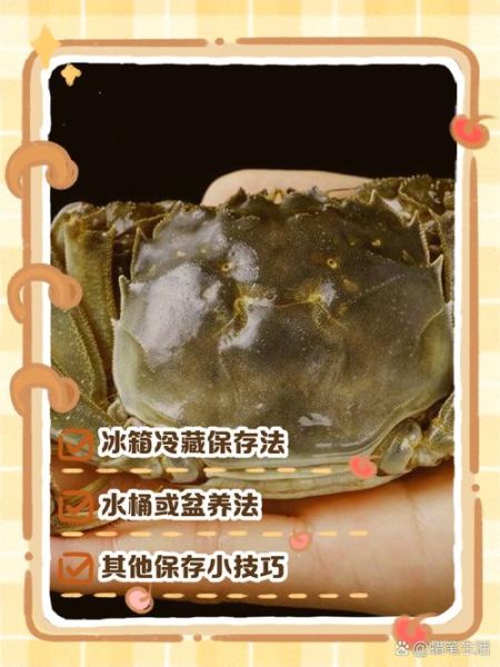 螃蟹怎么养过夜不会死_活蟹保存技巧-第3张图片-山城妙识