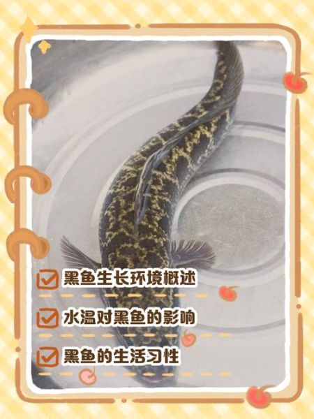 黑鱼寿命有多长_黑鱼能活多少年-第3张图片-山城妙识 黑鱼寿命有多长_黑鱼能活多少年-第3张图片-山城妙识