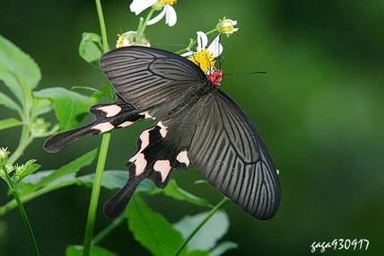 直播黄台app凤蝶怎么下载_凤蝶直播安全吗-第2张图片-山城妙识