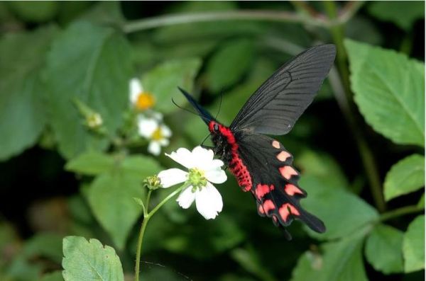 直播黄台app凤蝶怎么下载_凤蝶直播安全吗-第3张图片-山城妙识