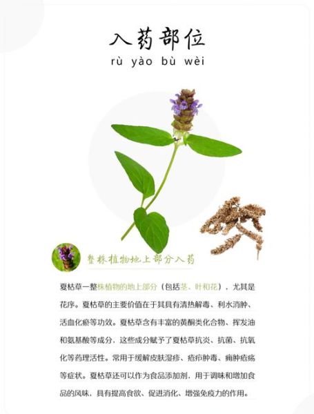 夏枯草能治乳腺结节吗_夏枯草的功效与作用-第2张图片-山城妙识