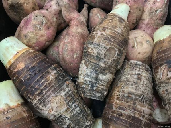 番薯芋头区别_哪个更减肥-第1张图片-山城妙识