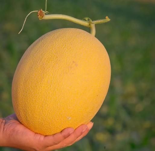 黄金哈密瓜的功效与作用_怎么吃最营养-第1张图片-山城妙识 黄金哈密瓜的功效与作用_怎么吃最营养-第1张图片-山城妙识