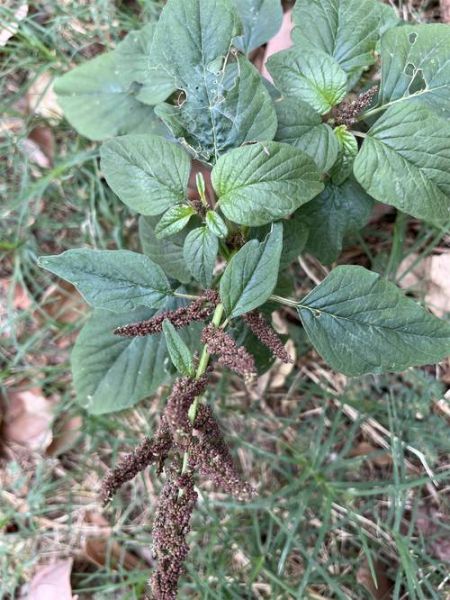 苋怎么读_苋字拼音是什么-第1张图片-山城妙识