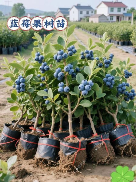蓝莓种植一亩需要多少钱_蓝莓种植成本明细-第2张图片-山城妙识