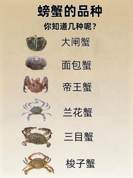螃蟹种类及名称_如何区分常见蟹类-第3张图片-山城妙识