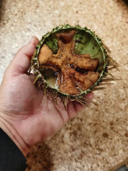 海胆30一个贵吗_海胆多少钱一个正常-第2张图片-山城妙识