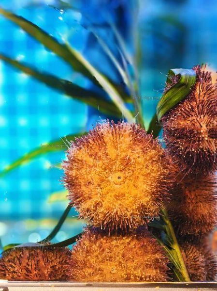 海胆30一个贵吗_海胆多少钱一个正常-第3张图片-山城妙识