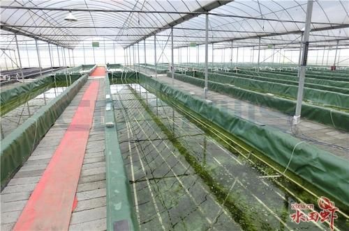 室内小龙虾养殖技术大全_新手如何开始-第3张图片-山城妙识 室内小龙虾养殖技术大全_新手如何开始-第3张图片-山城妙识