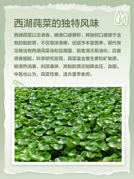 莼菜多少钱一斤_莼菜价格行情-第1张图片-山城妙识