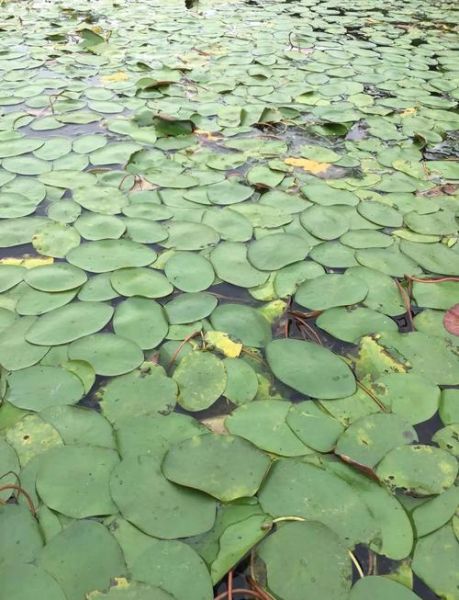 莼菜多少钱一斤_莼菜价格行情-第3张图片-山城妙识