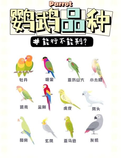 鹦鹉养多久才认主人_新手多久能被鹦鹉认可-第2张图片-山城妙识 鹦鹉养多久才认主人_新手多久能被鹦鹉认可-第2张图片-山城妙识