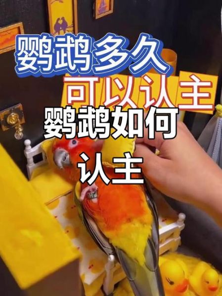 鹦鹉养多久才认主人_新手多久能被鹦鹉认可-第1张图片-山城妙识 鹦鹉养多久才认主人_新手多久能被鹦鹉认可-第1张图片-山城妙识