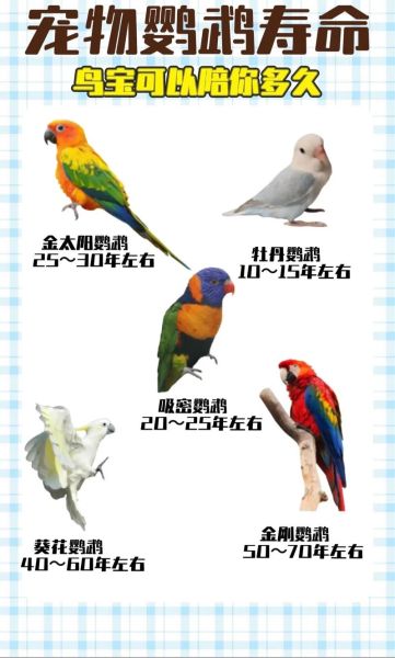 鹦鹉养多久才认主人_新手多久能被鹦鹉认可-第3张图片-山城妙识 鹦鹉养多久才认主人_新手多久能被鹦鹉认可-第3张图片-山城妙识