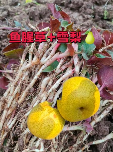 鱼腥草怎么泡水喝_鱼腥草的正确使用方法-第1张图片-山城妙识 鱼腥草怎么泡水喝_鱼腥草的正确使用方法-第1张图片-山城妙识