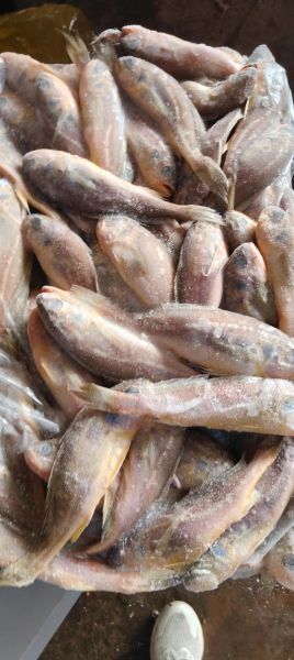 冰冻黄鱼怎么做好吃_冰冻黄鱼的家常做法-第2张图片-山城妙识 冰冻黄鱼怎么做好吃_冰冻黄鱼的家常做法-第2张图片-山城妙识