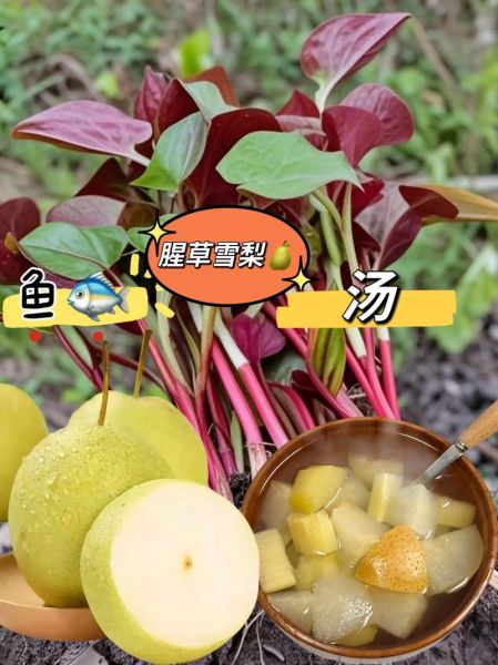 鱼腥草怎么泡水喝_鱼腥草的正确使用方法-第3张图片-山城妙识 鱼腥草怎么泡水喝_鱼腥草的正确使用方法-第3张图片-山城妙识