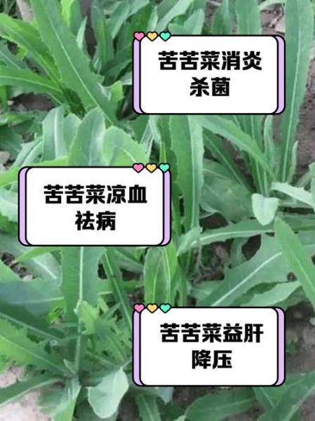 天天吃苦菜有没有害处_苦菜吃多了会怎样-第1张图片-山城妙识 天天吃苦菜有没有害处_苦菜吃多了会怎样-第1张图片-山城妙识